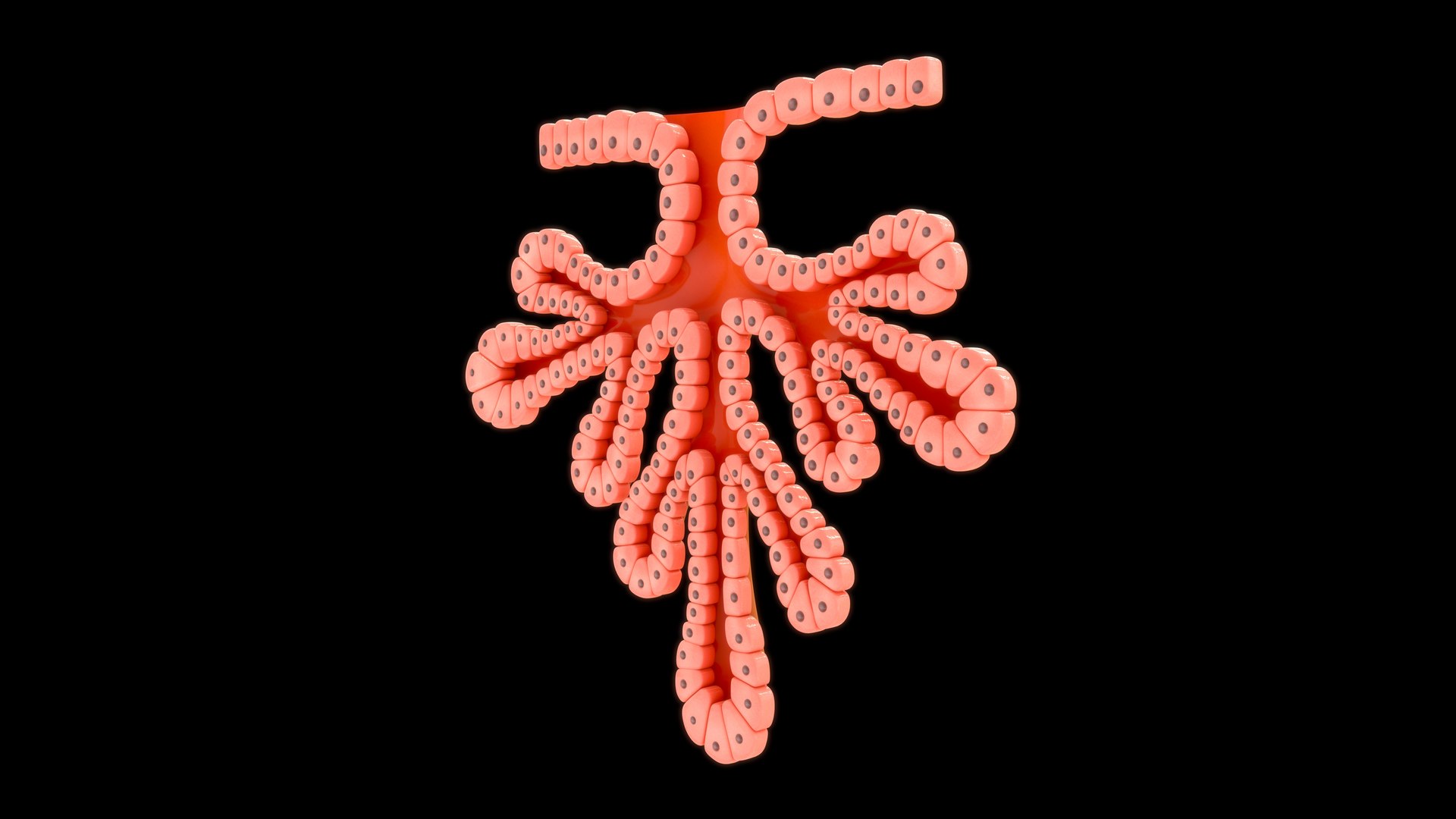 3D Salivary Glands Model - TurboSquid 2187581