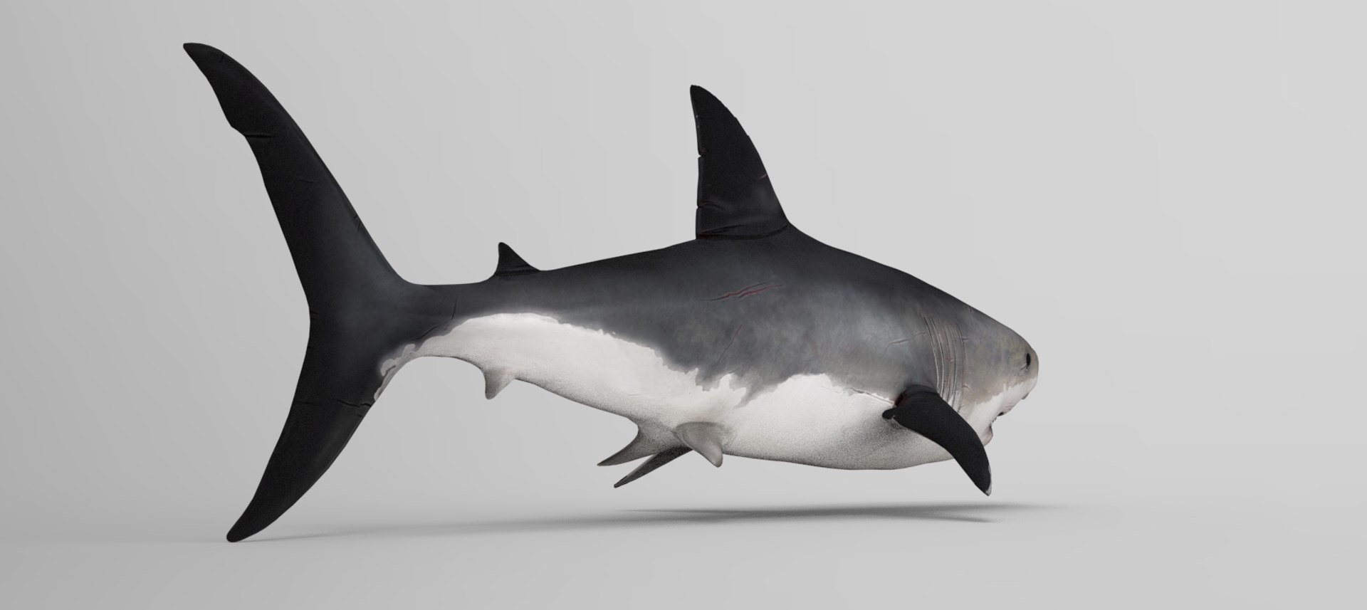 Shark 3D Model - TurboSquid 2200542