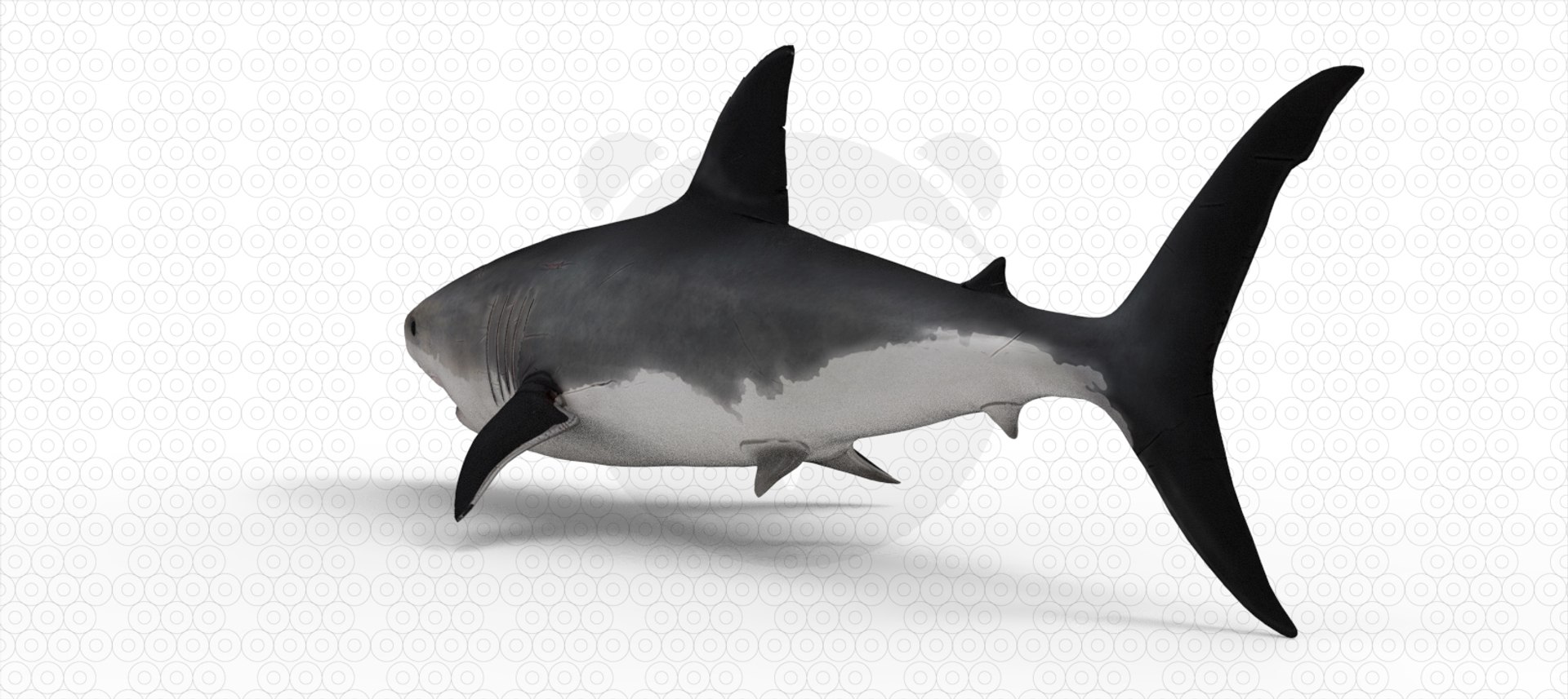 Shark 3D Model - TurboSquid 2200542