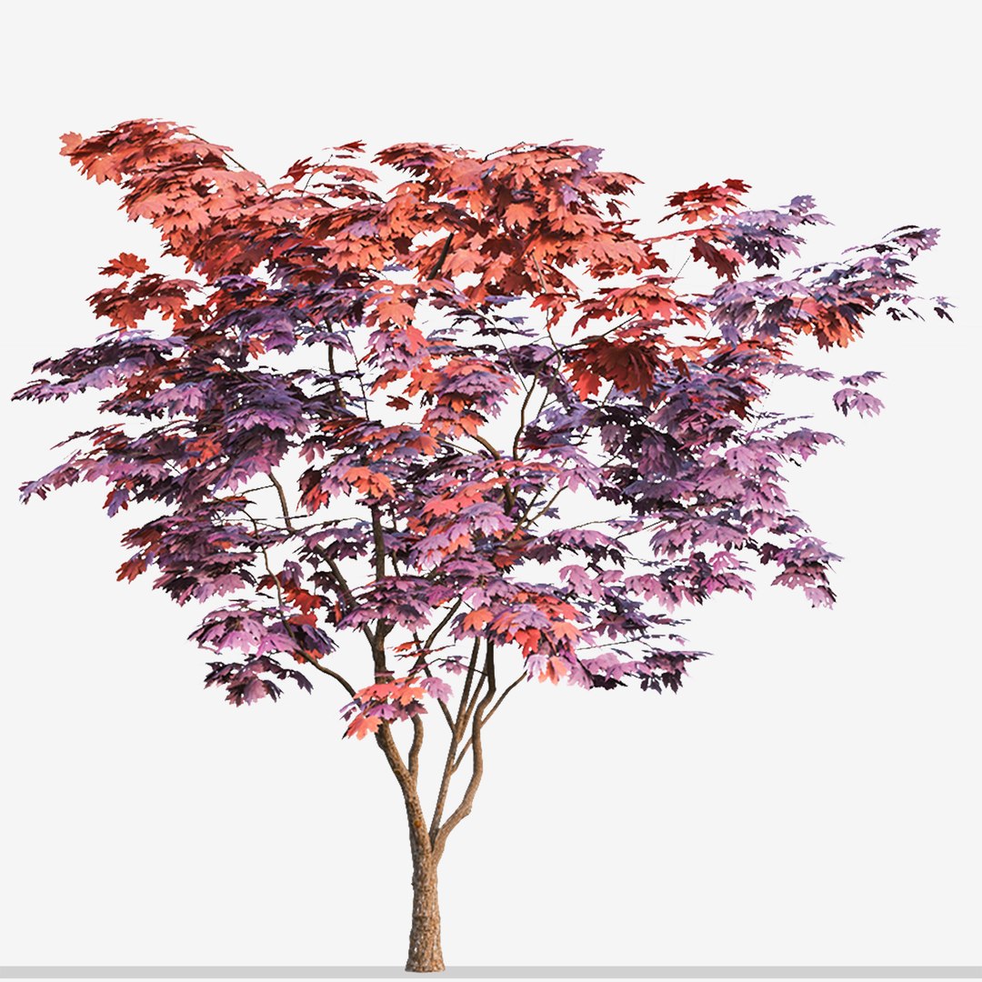 Set Of Japanese Maple Or Palmate Maple Trees - 2 Trees 3D Model ...