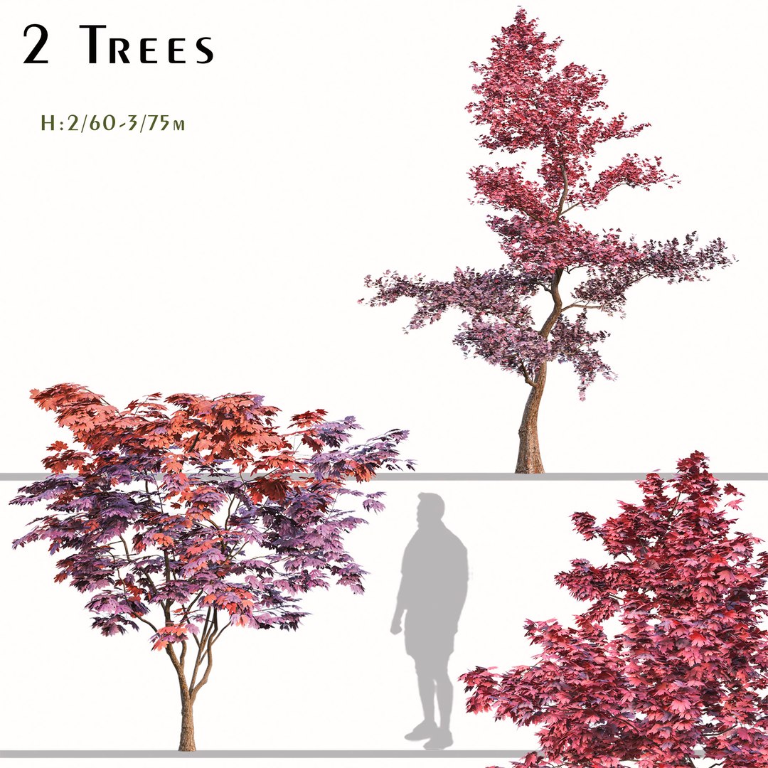 Set Of Japanese Maple Or Palmate Maple Trees - 2 Trees 3D Model ...