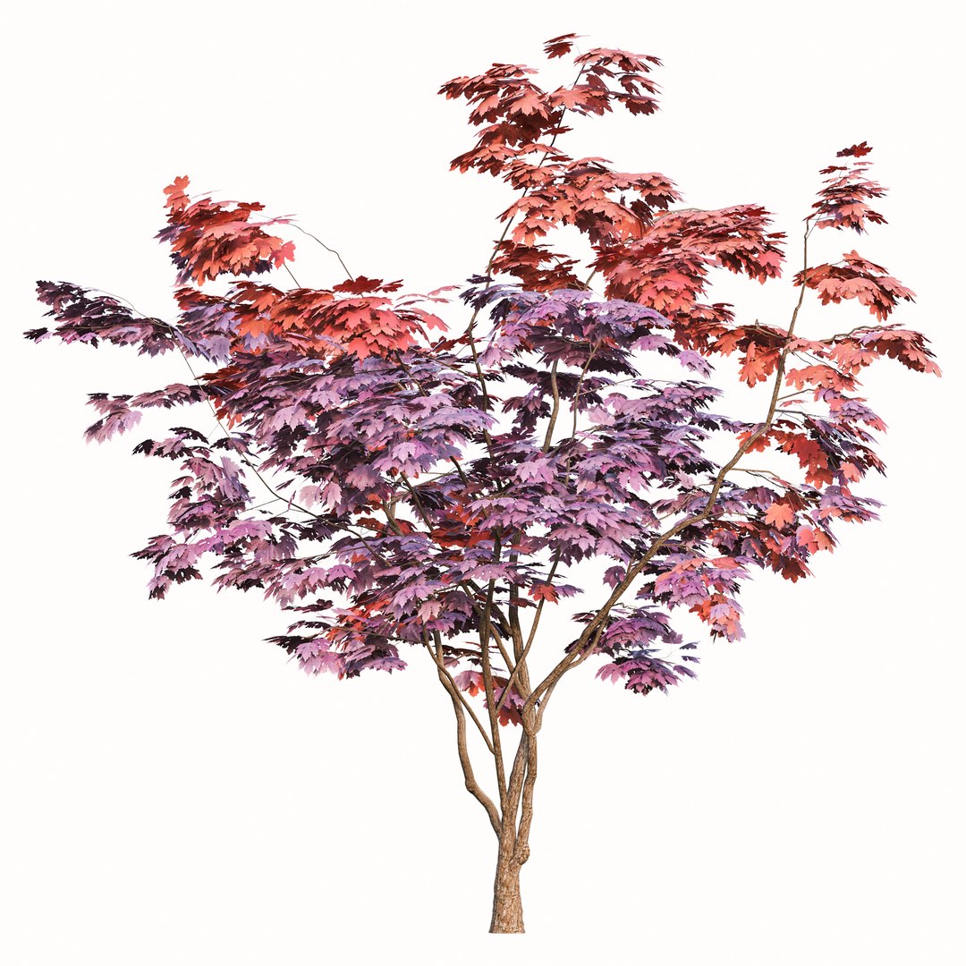 Set Of Japanese Maple Or Palmate Maple Trees - 2 Trees 3D Model ...