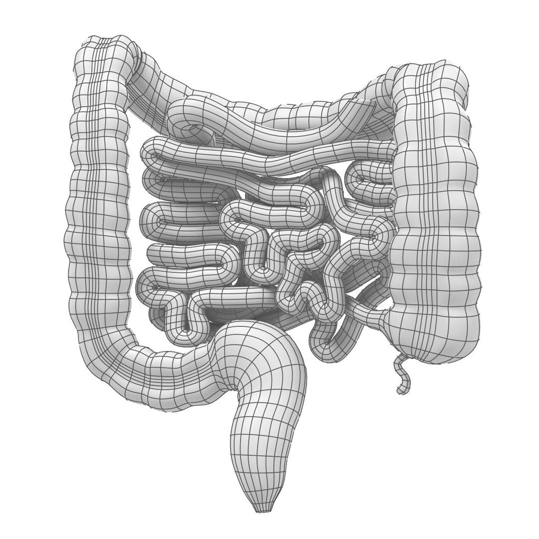 3d intestines model