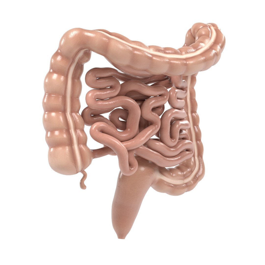 3d intestines model