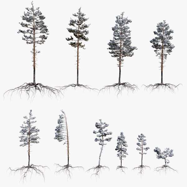 Winter Pine Trees Drawing