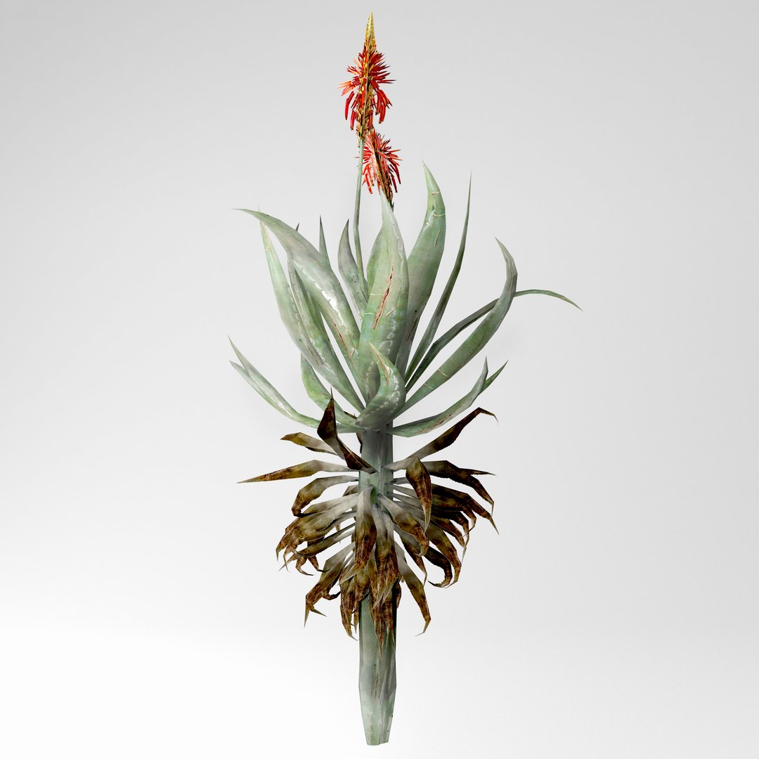 Aloe Vera Model - TurboSquid 1557114