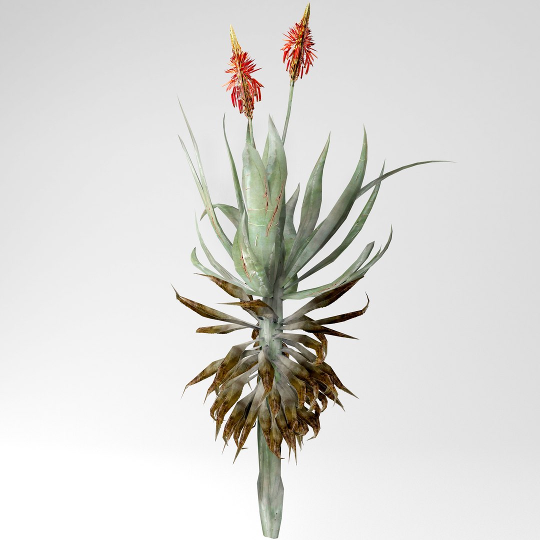 Aloe Vera Model - TurboSquid 1557114