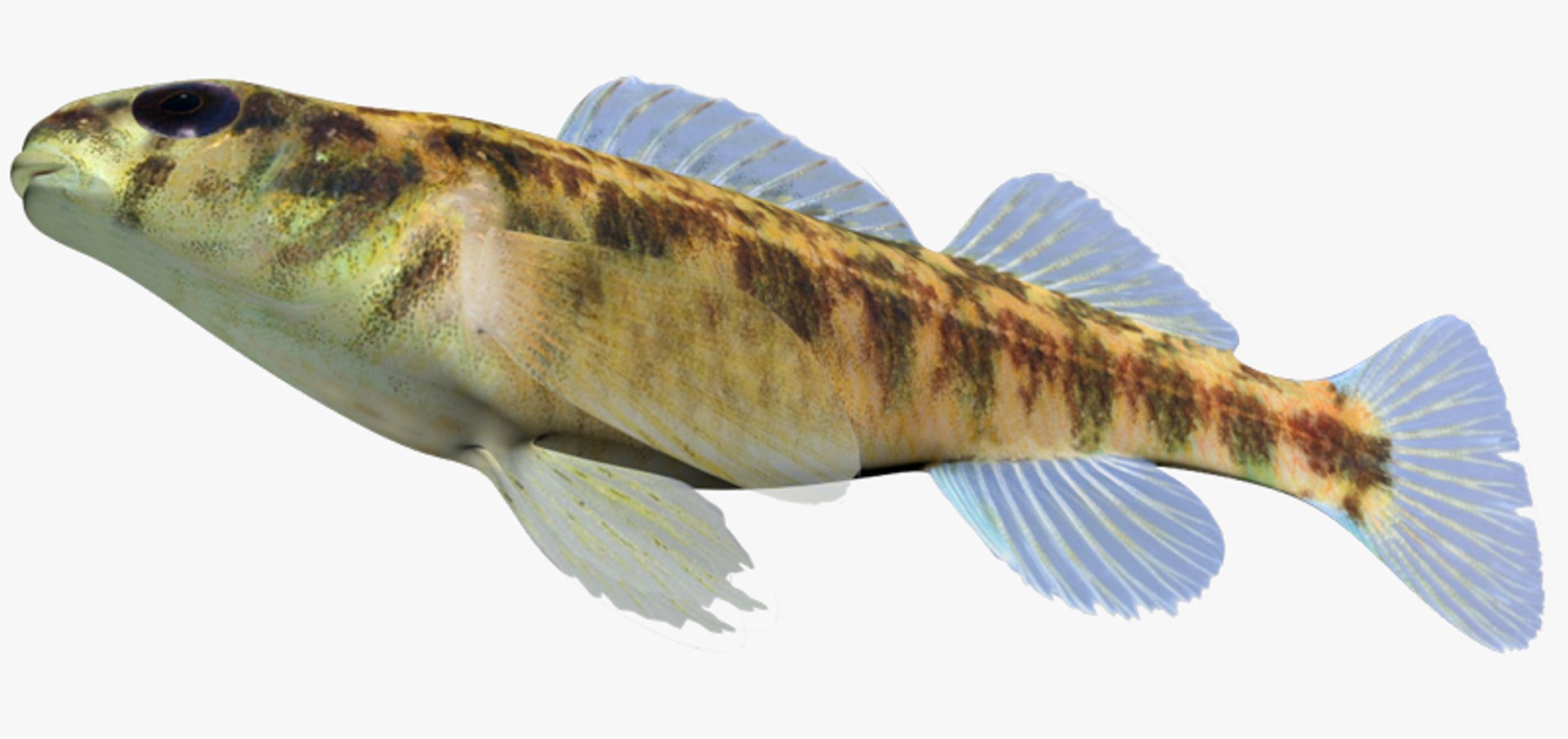 Darter Fish X
