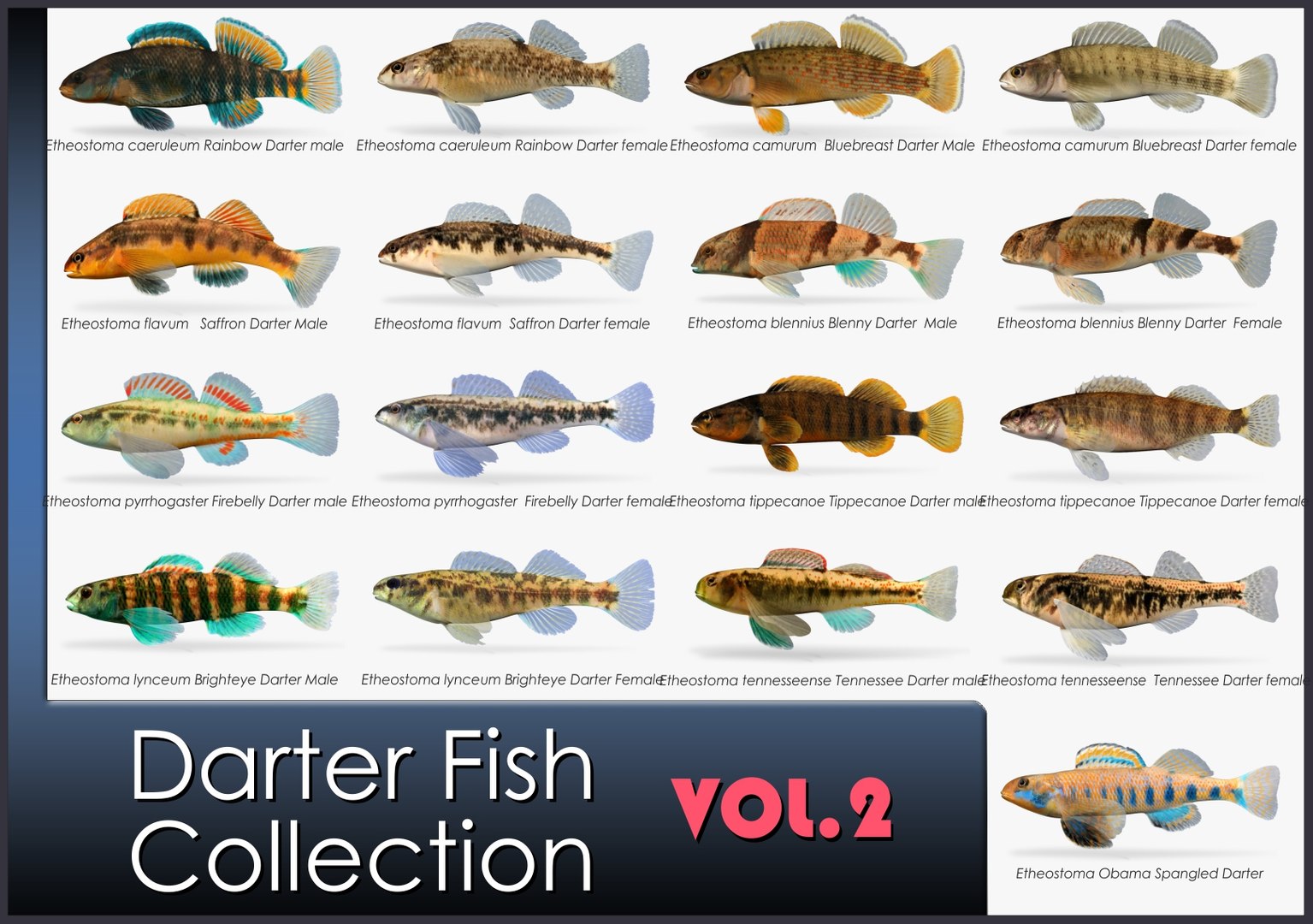 Darter Fish X