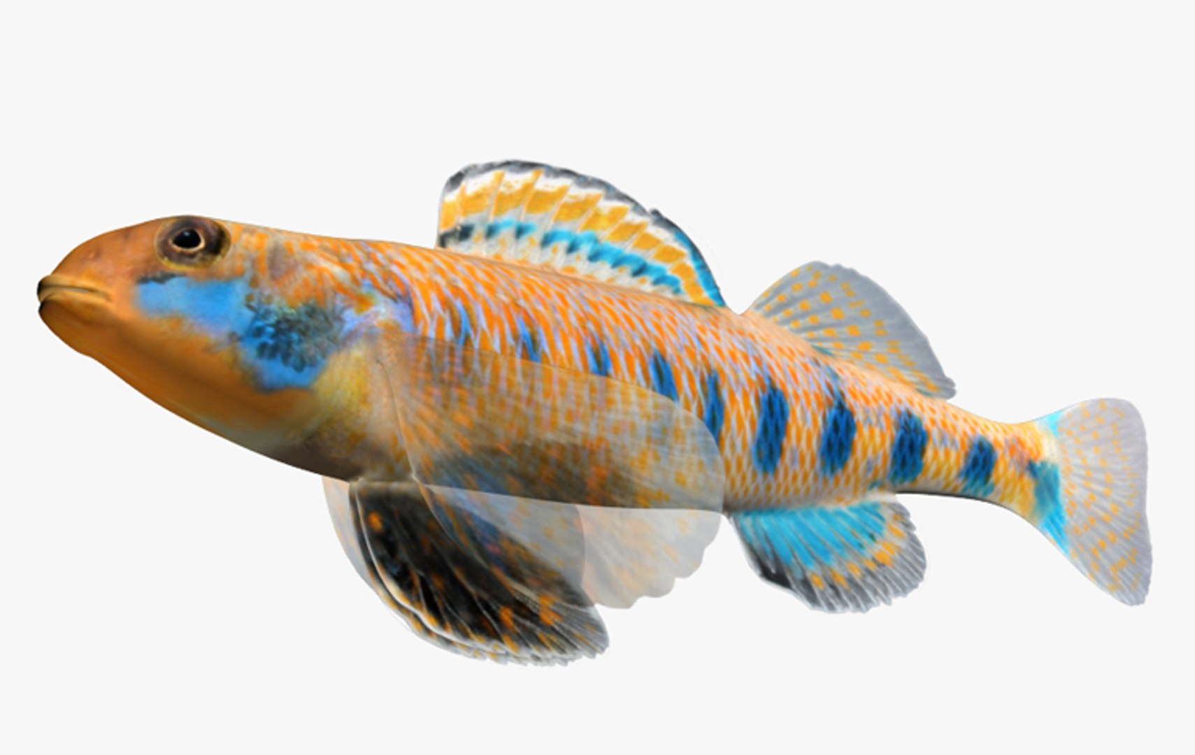 Darter Fish X
