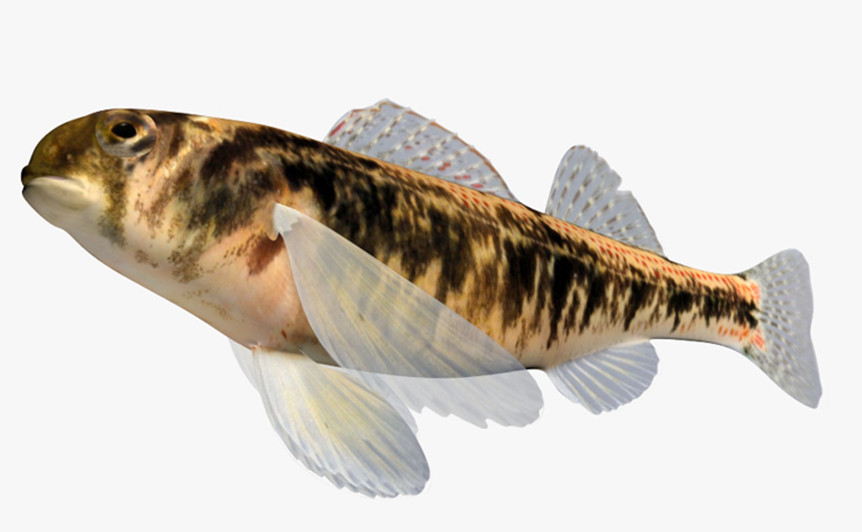 Darter Fish X