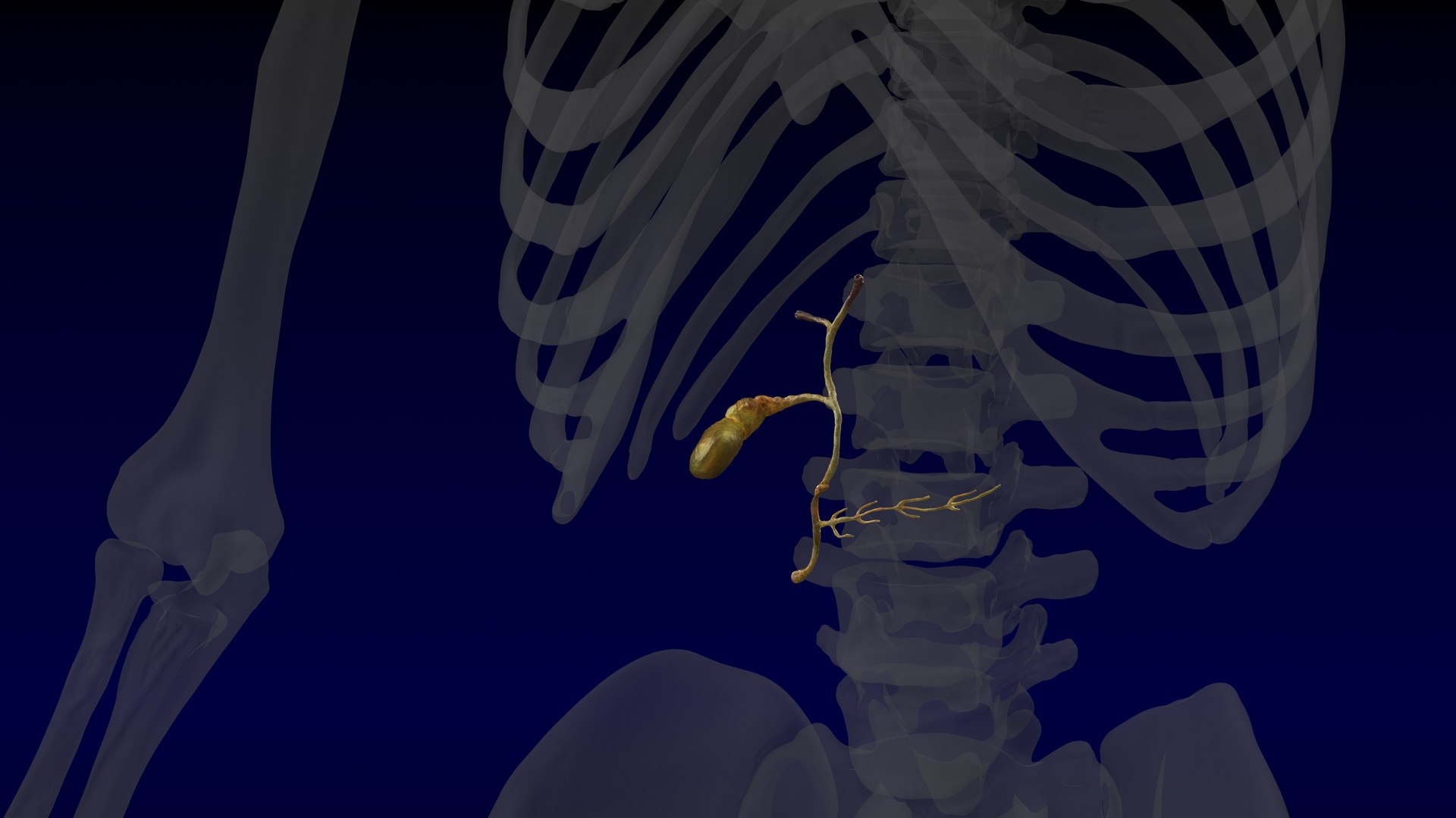 3D Human Gallbladder Gall Model - TurboSquid 1465089