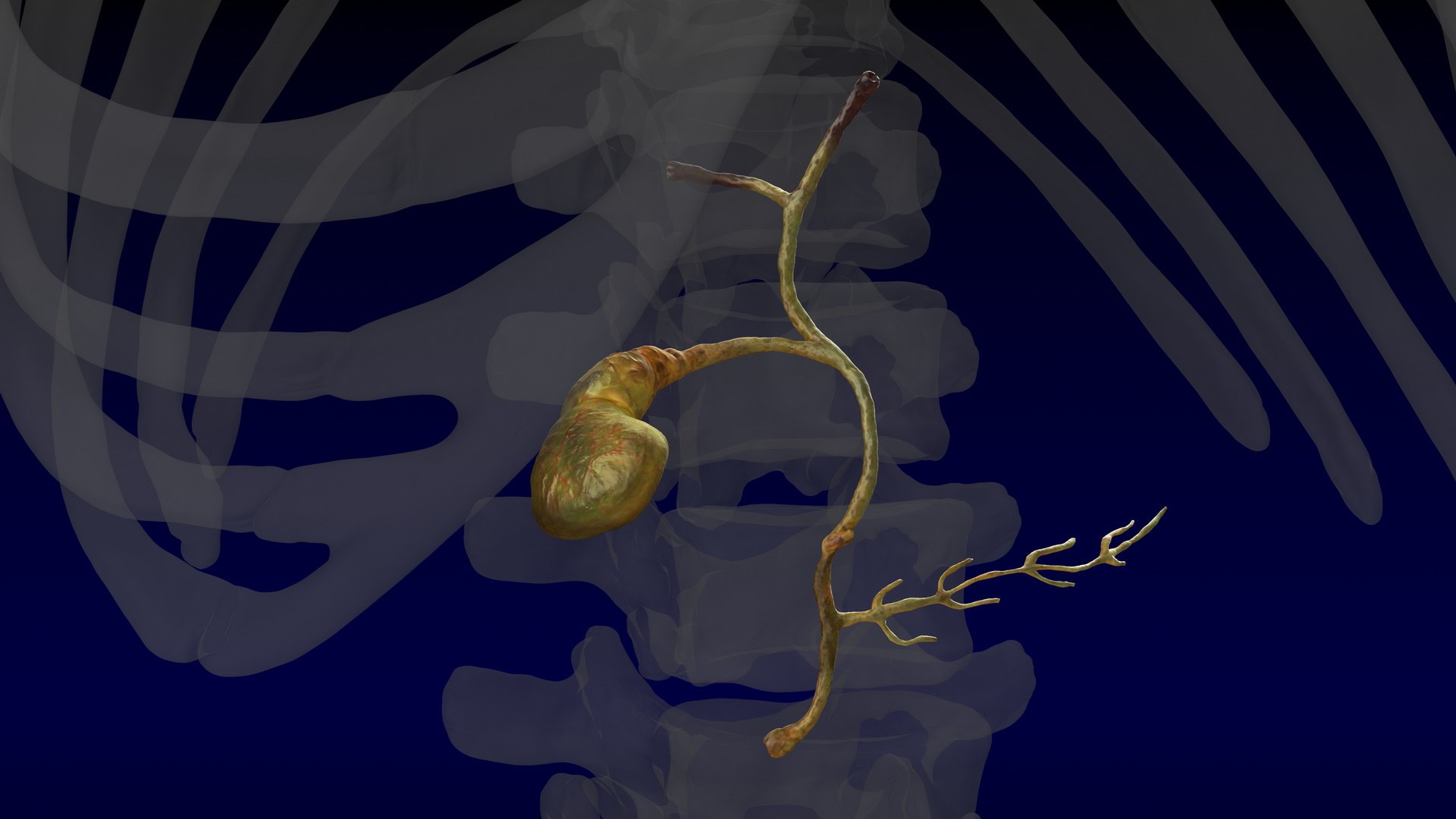 3D Human Gallbladder Gall Model - TurboSquid 1465089