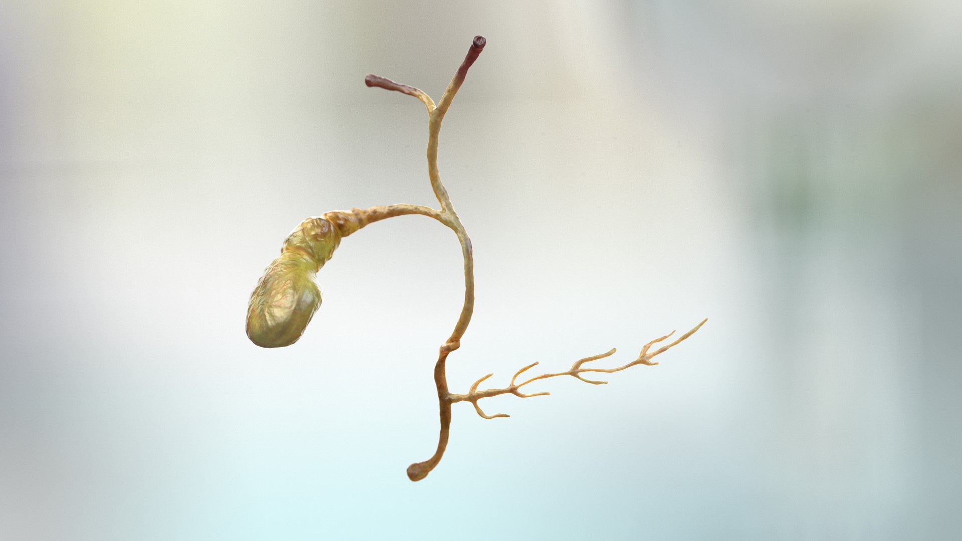3D human gallbladder gall model - TurboSquid 1465089