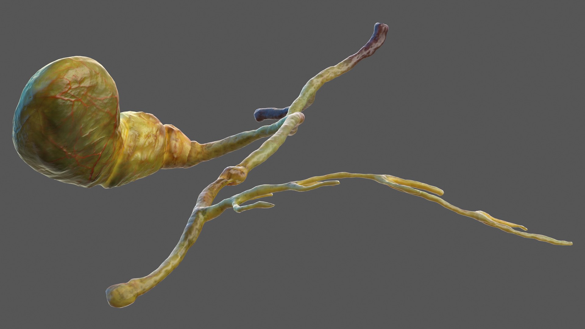 3D Human Gallbladder Gall Model - TurboSquid 1465089