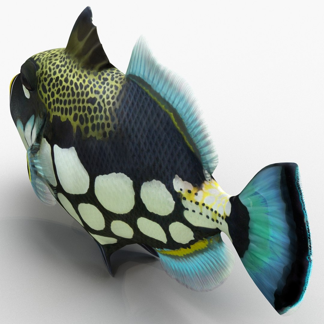 clown trigger fish rigged 3d ma