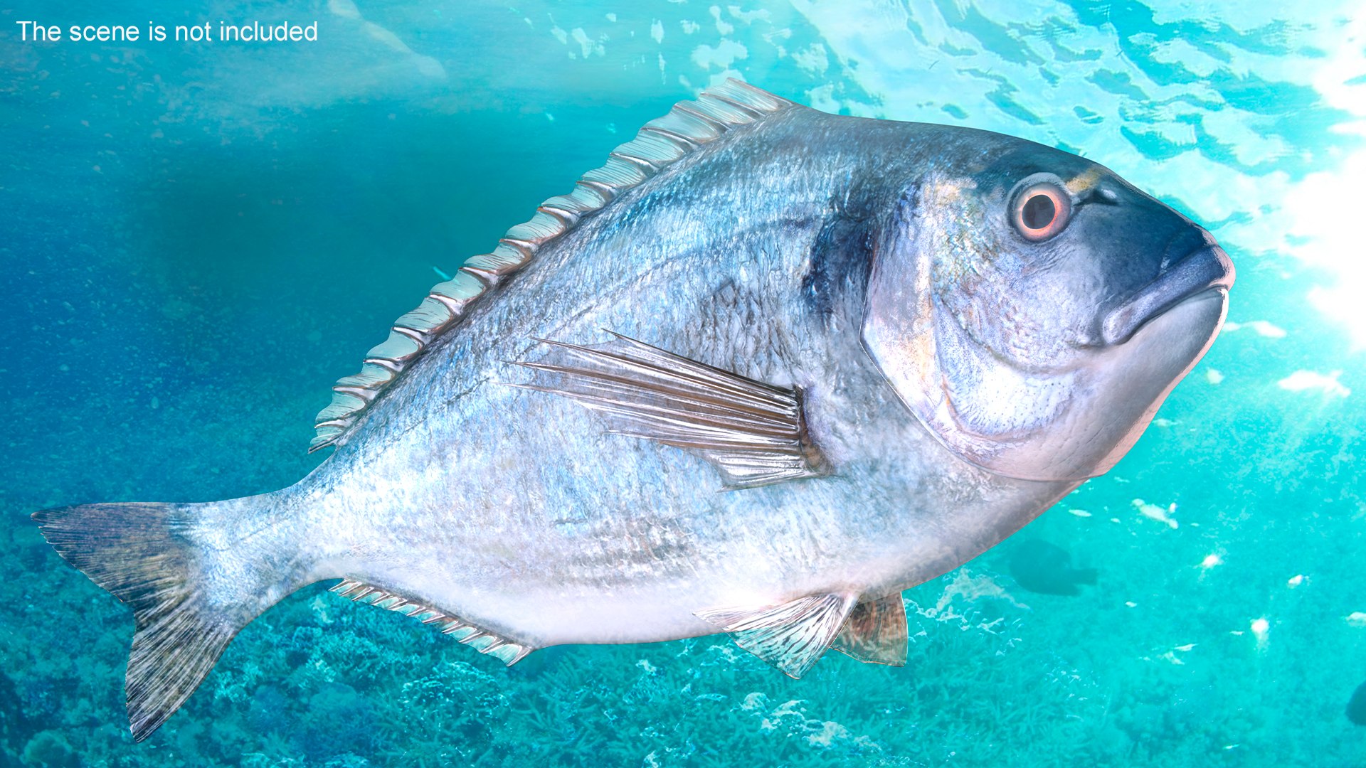 3D Model Gilt-head Sea Bream Fish Swimming - TurboSquid 2163452