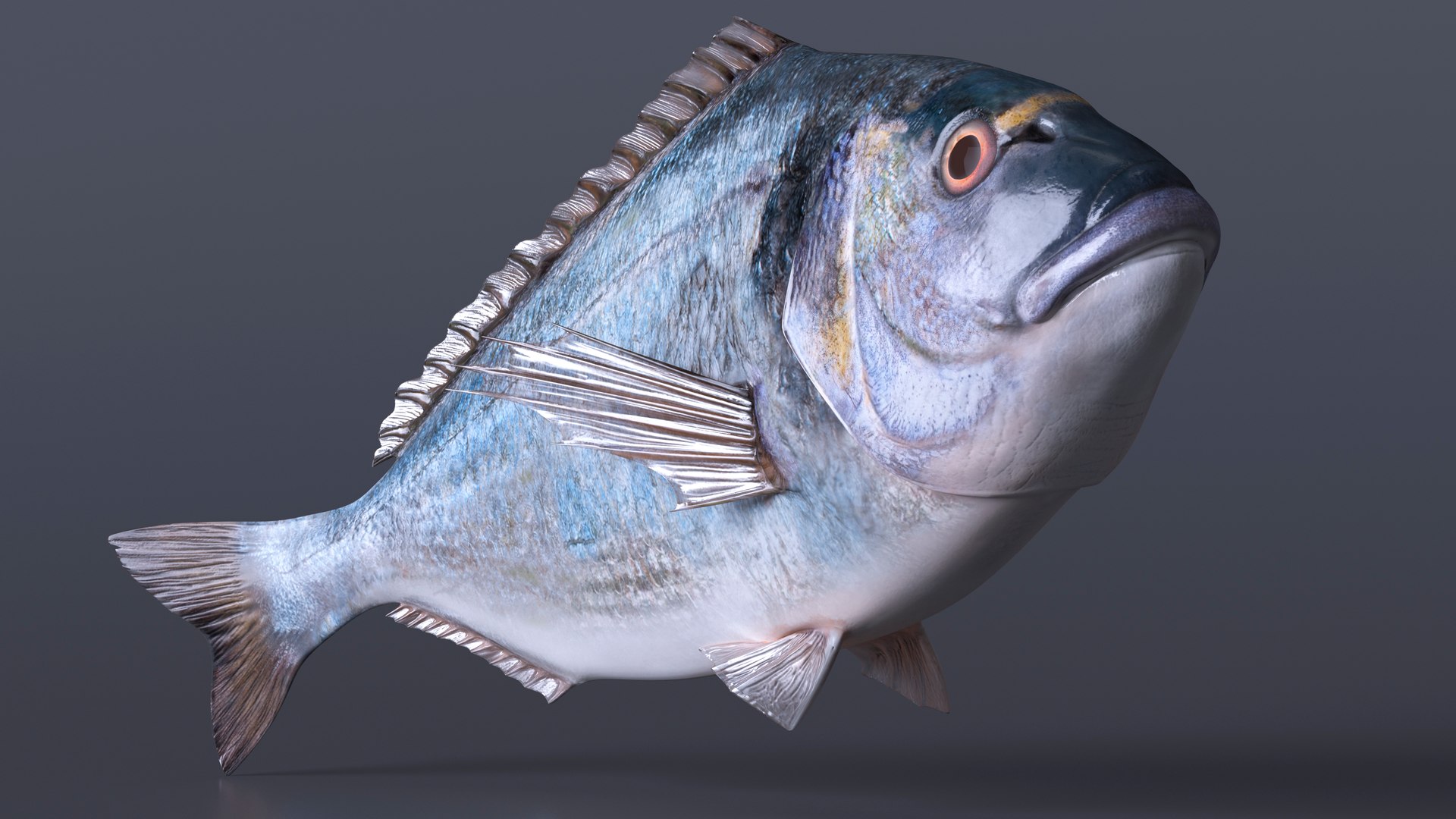 3D Model Gilt-head Sea Bream Fish Swimming - TurboSquid 2163452