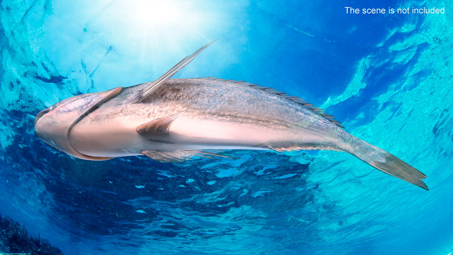 3D Model Gilt-head Sea Bream Fish Swimming - TurboSquid 2163452