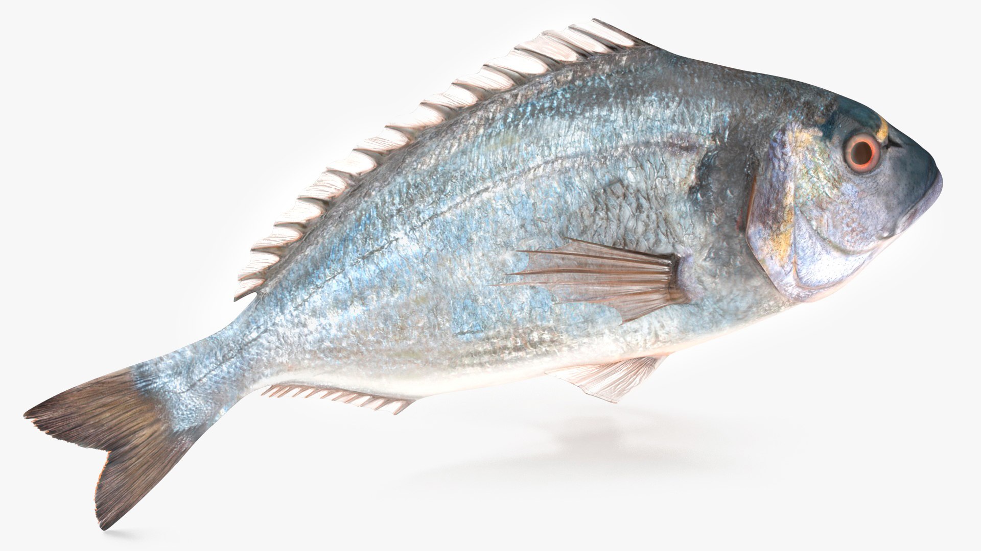 3D model Gilt-head Sea Bream Fish Swimming - TurboSquid 2163452