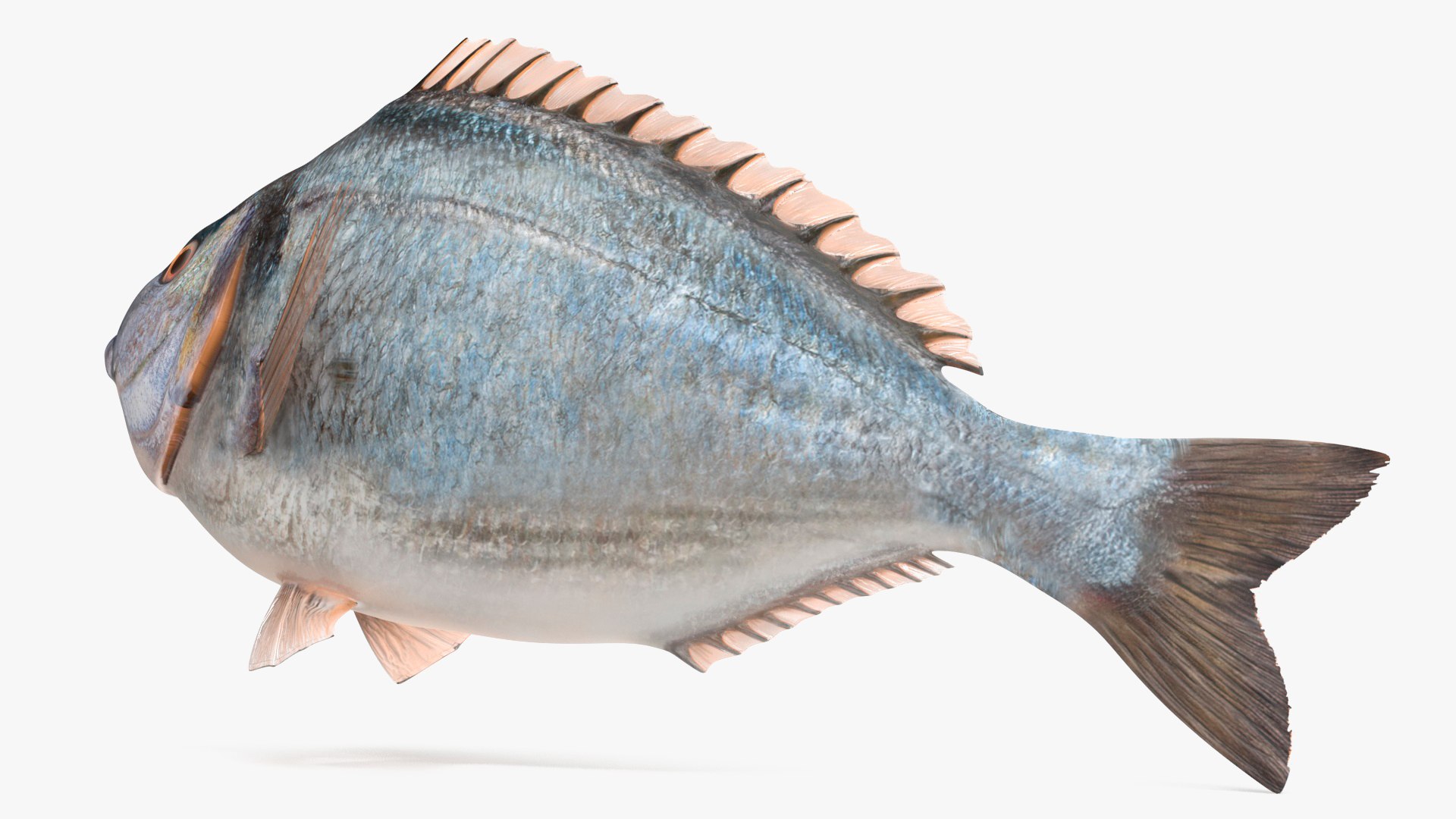 3D Model Gilt-head Sea Bream Fish Swimming - TurboSquid 2163452