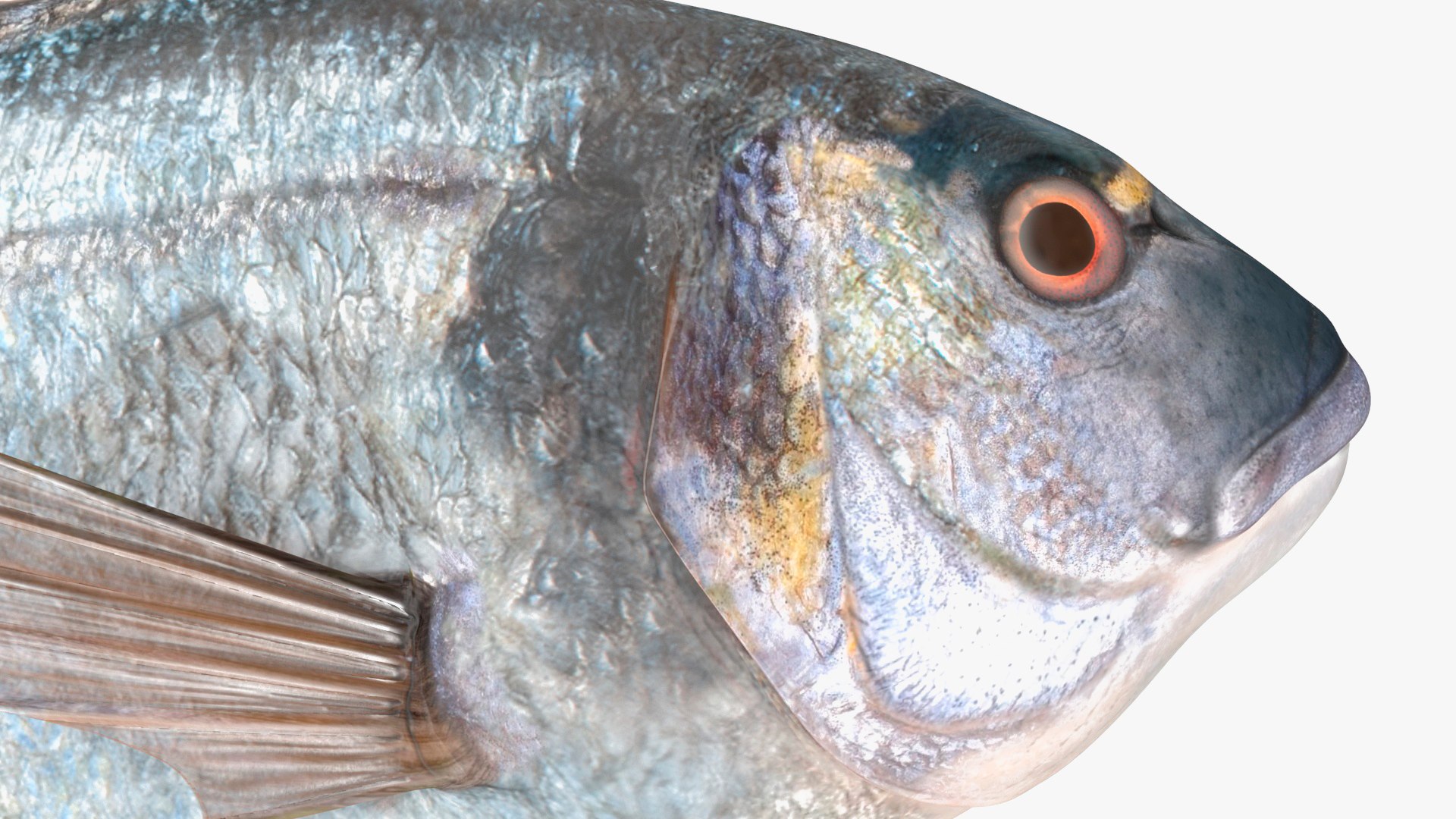 3D Model Gilt-head Sea Bream Fish Swimming - TurboSquid 2163452