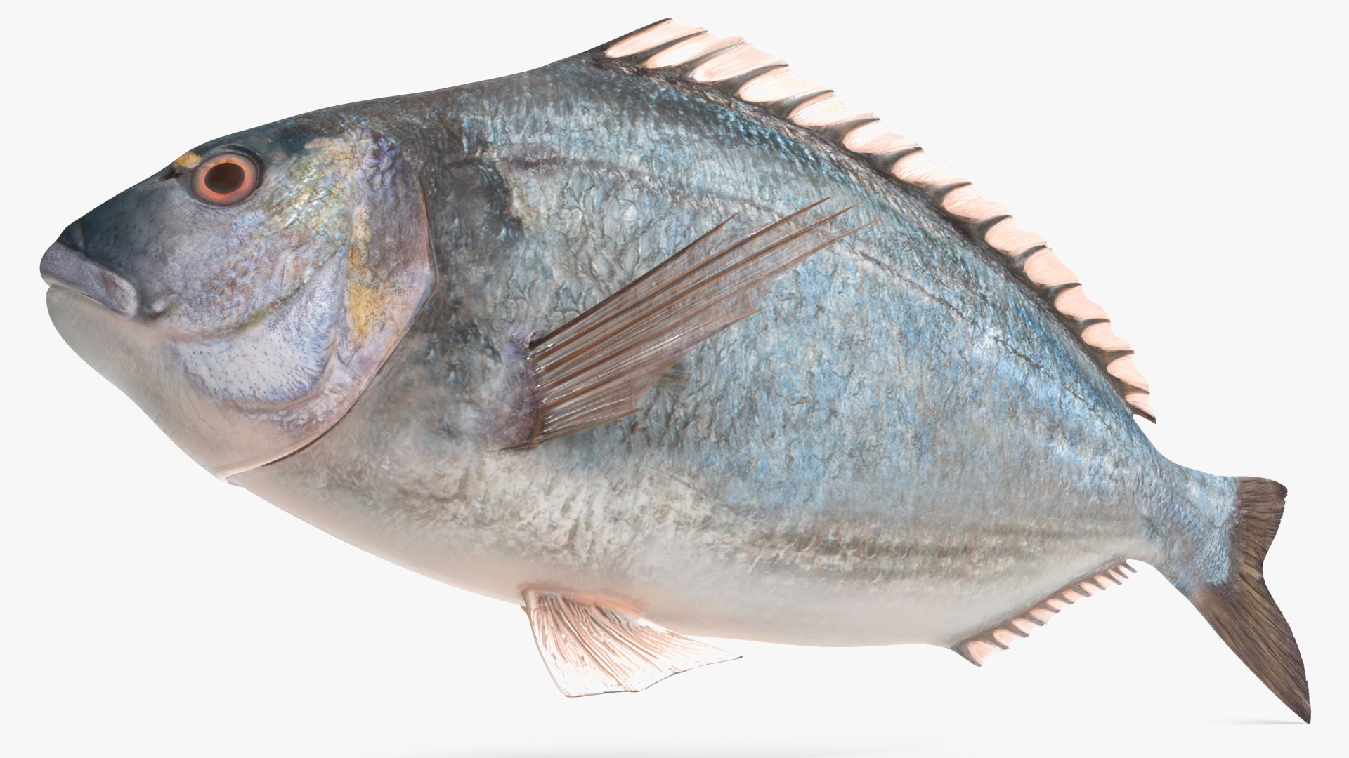 3D Model Gilt-head Sea Bream Fish Swimming - TurboSquid 2163452