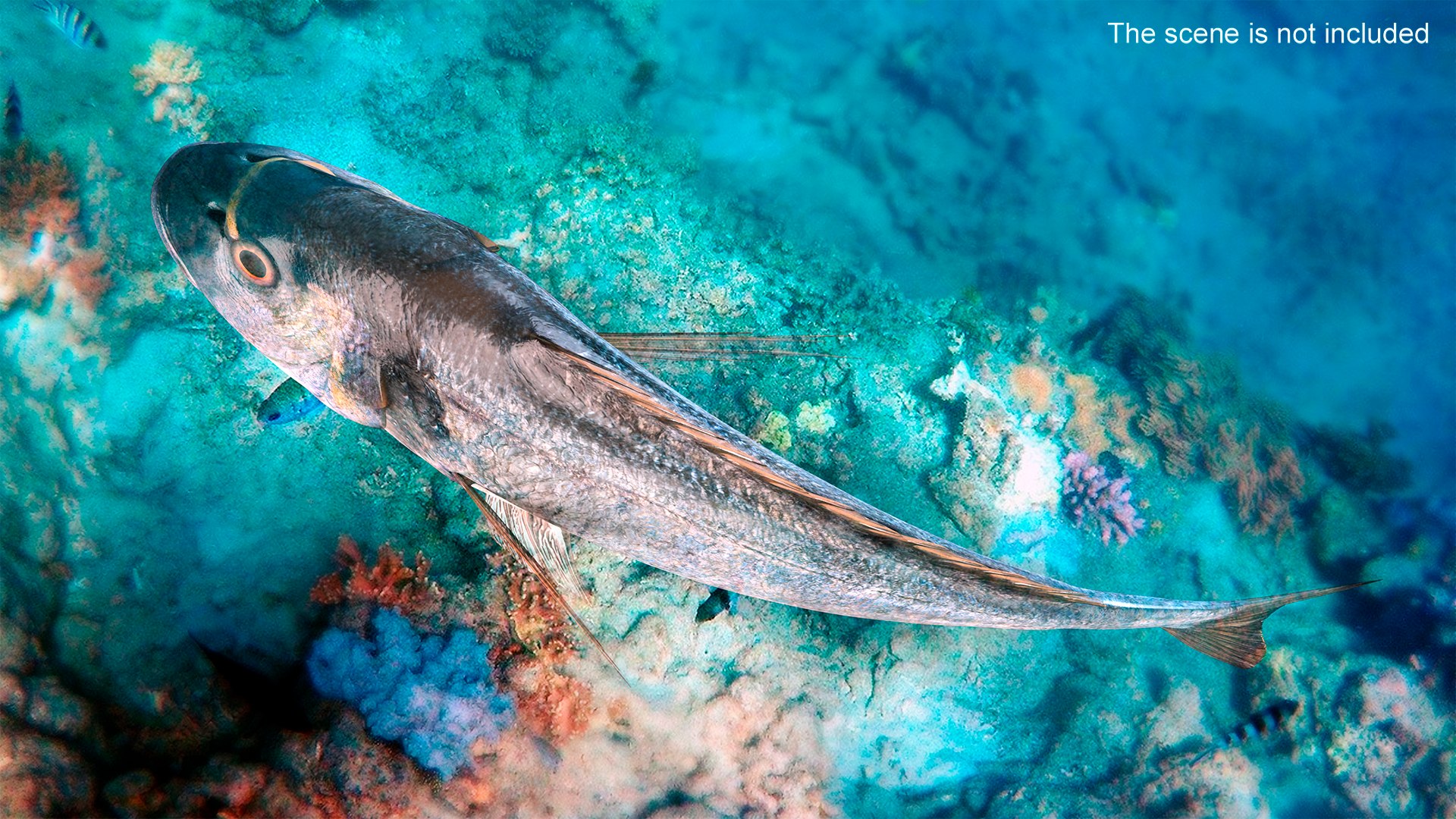 3D Model Gilt-head Sea Bream Fish Swimming - TurboSquid 2163452