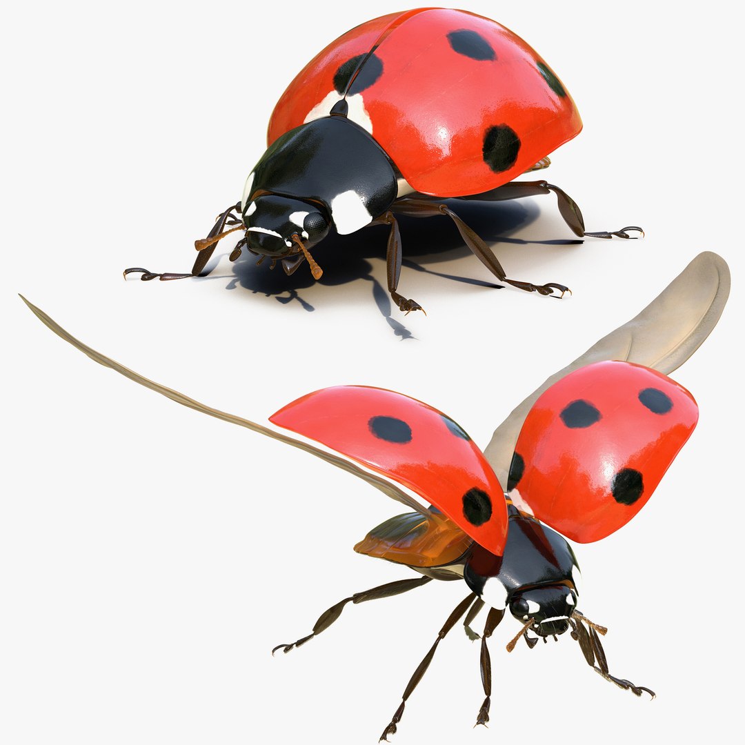 Ladybug rigged 3D model - TurboSquid 1519352