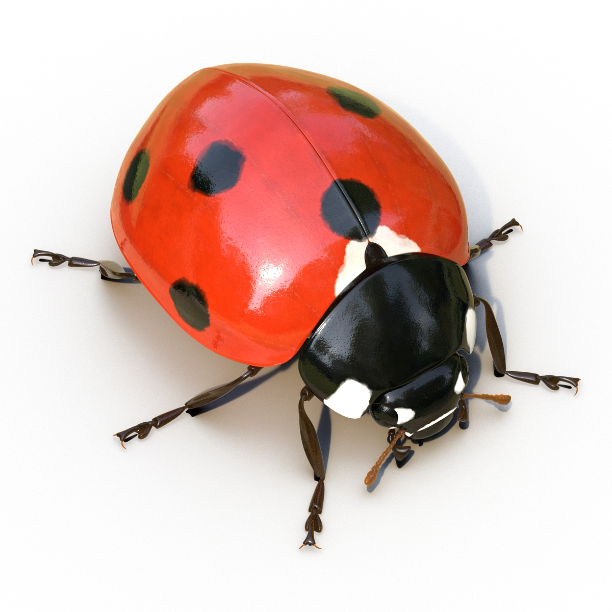 Ladybug rigged 3D model - TurboSquid 1519352