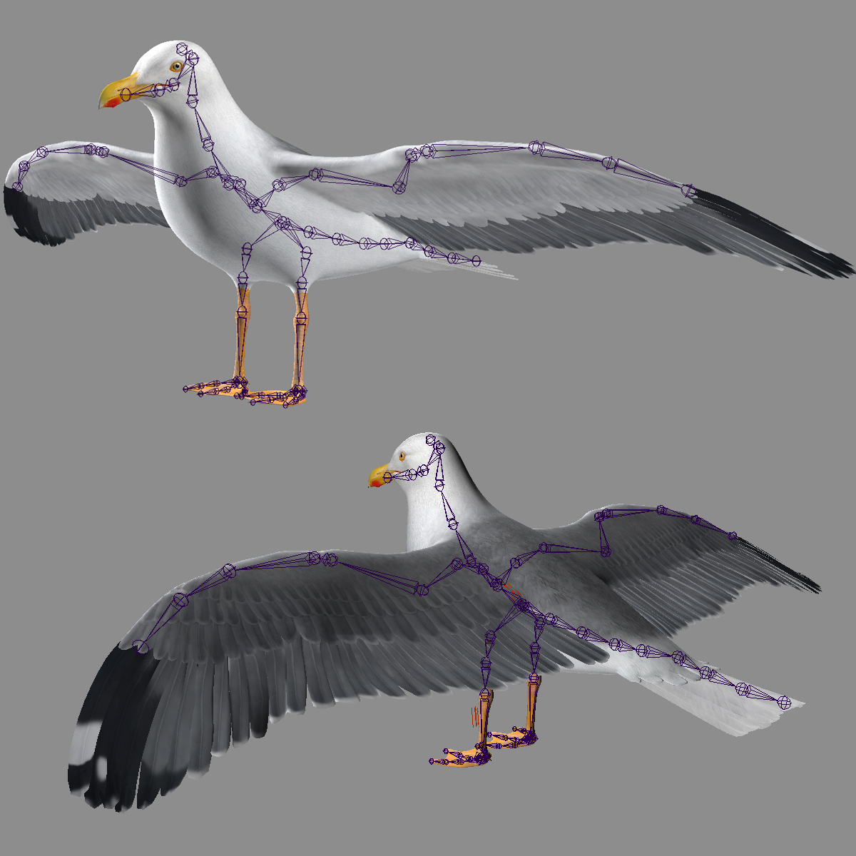 seagull flying 3d c4d
