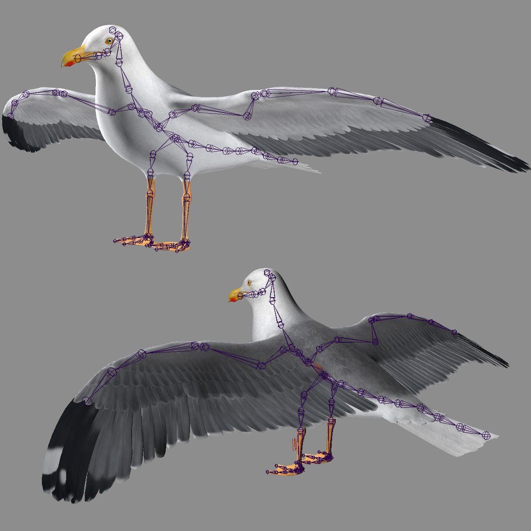 seagull flying 3d c4d