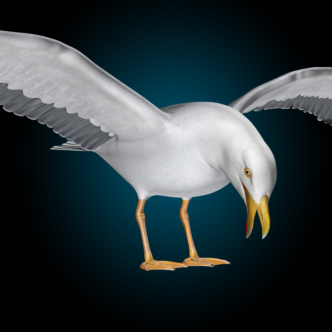 seagull flying 3d c4d