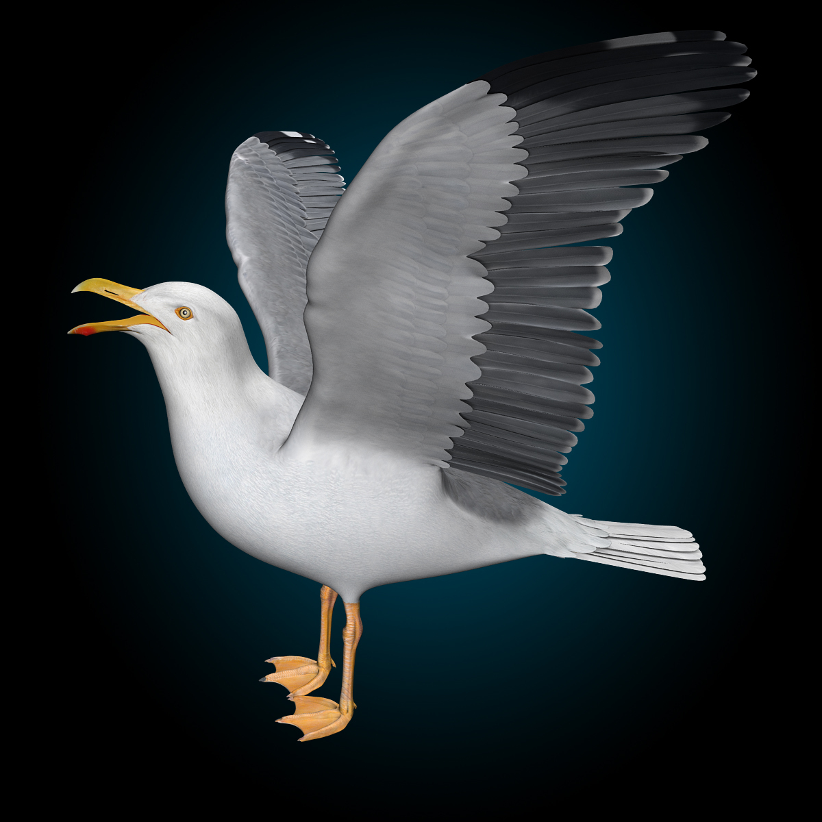 seagull flying 3d c4d