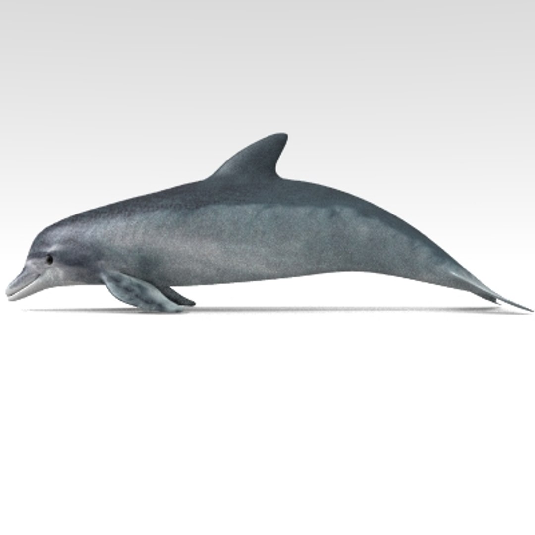 Obj Dolphin