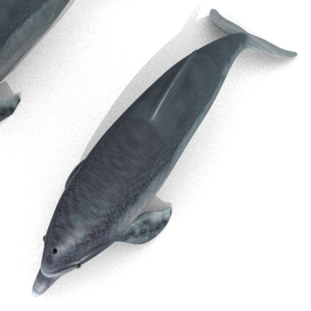 Obj Dolphin