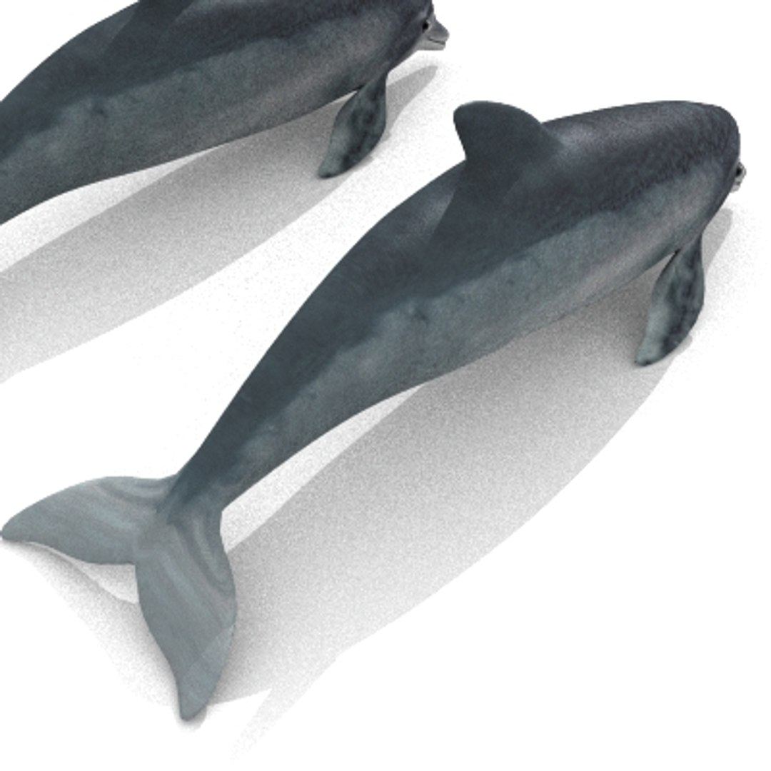 Obj Dolphin