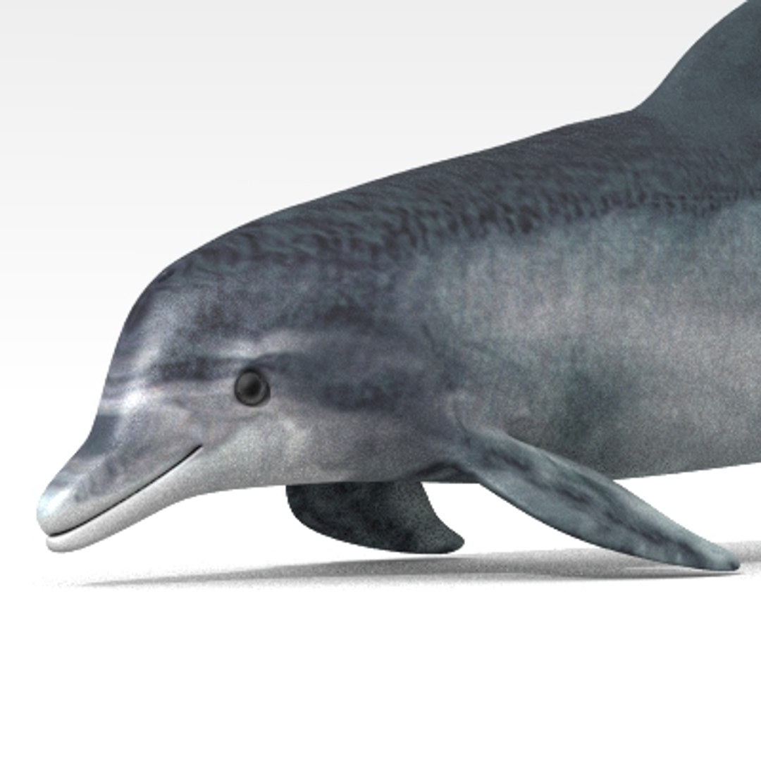 Obj Dolphin