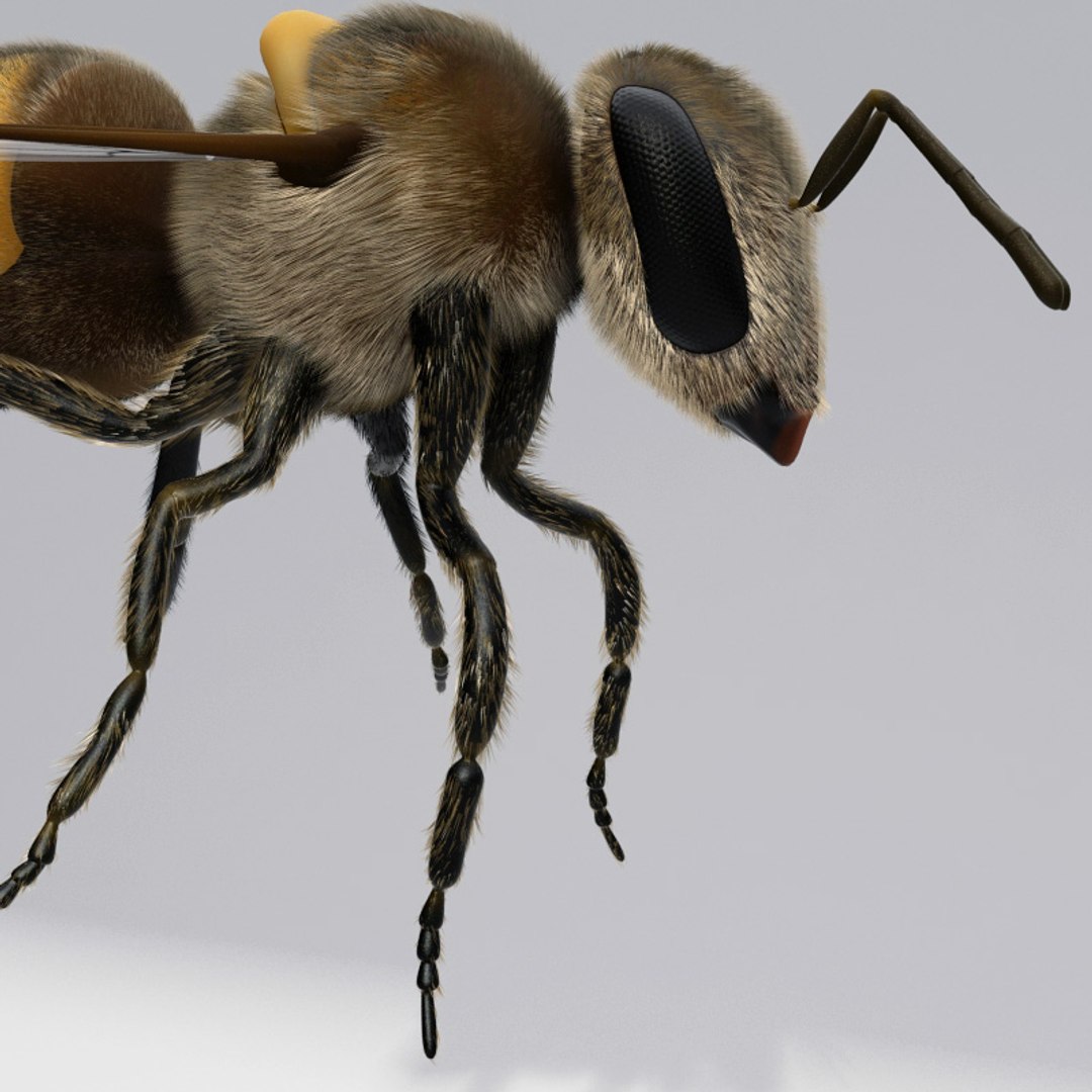 3ds Bee Modelled