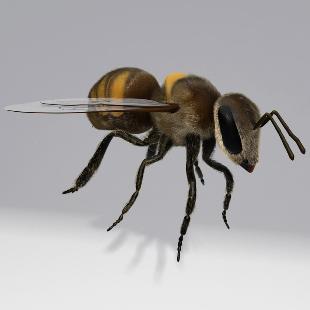 3ds Bee Modelled