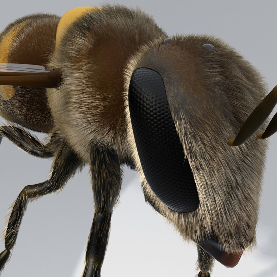 3ds Bee Modelled