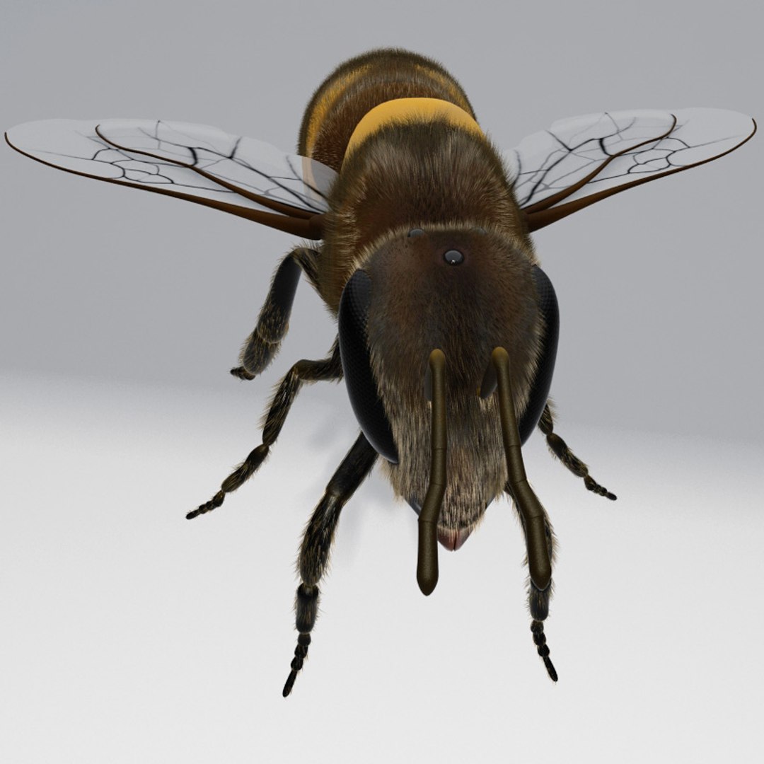 3ds Bee Modelled
