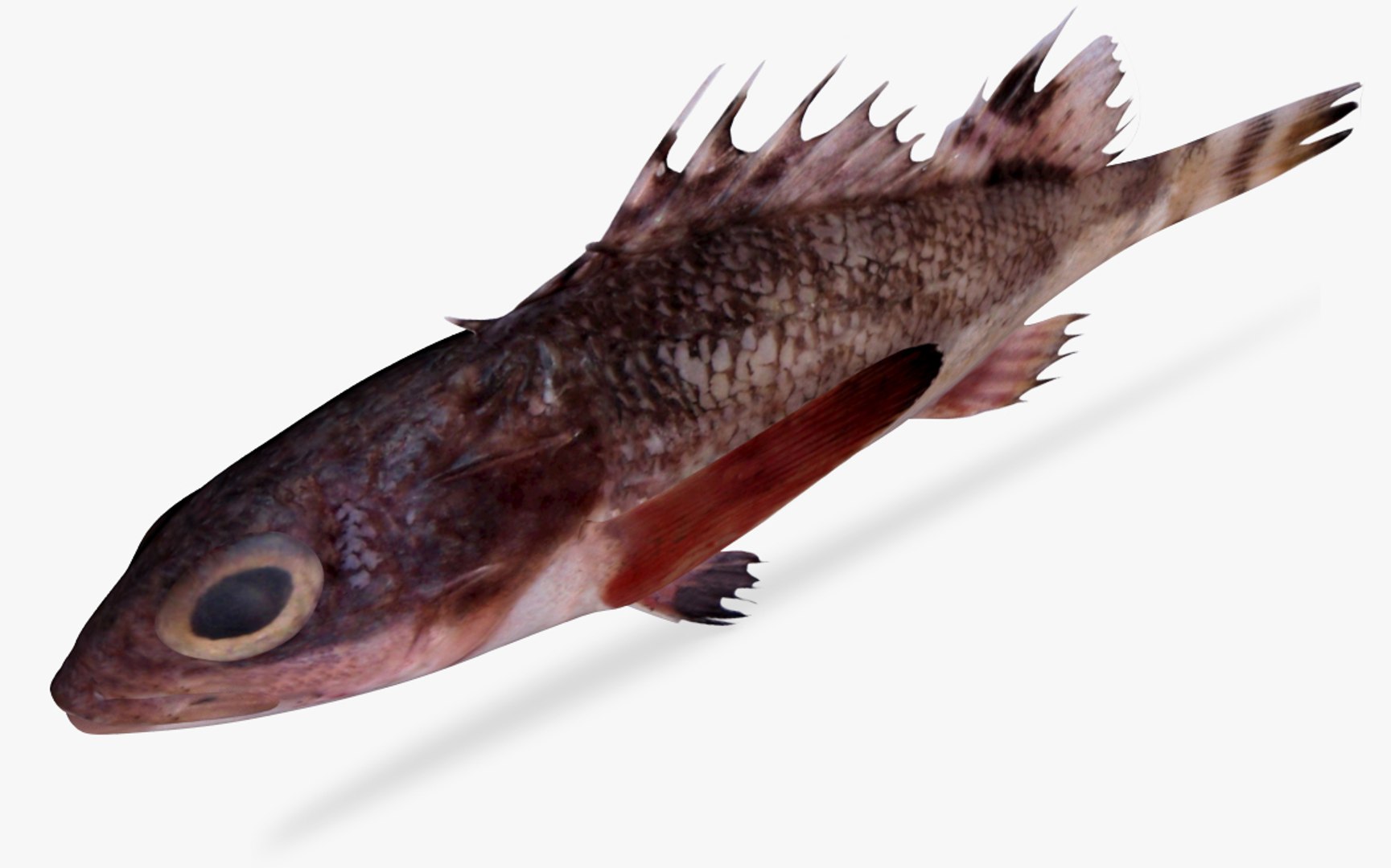 Sonora scorpionfish 3D model - TurboSquid 1171369