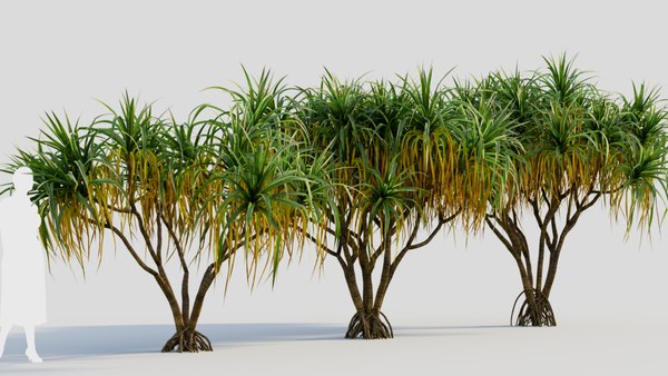 modelo 3d Pandanus tectorius b - TurboSquid 2219262