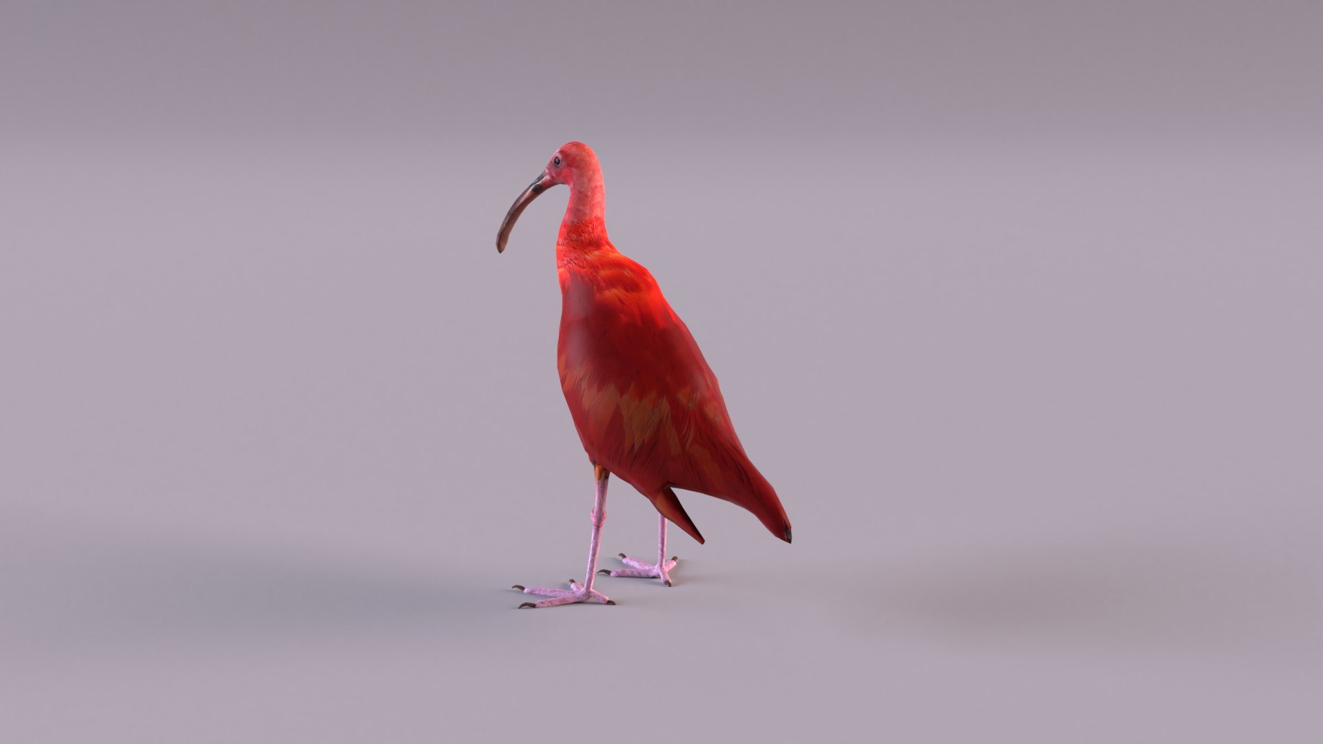 Red Ibis 3D Model - TurboSquid 1837612