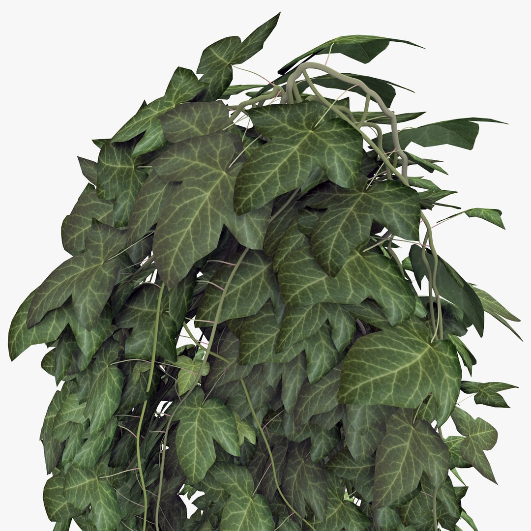 Ivy Garden 3d 3ds