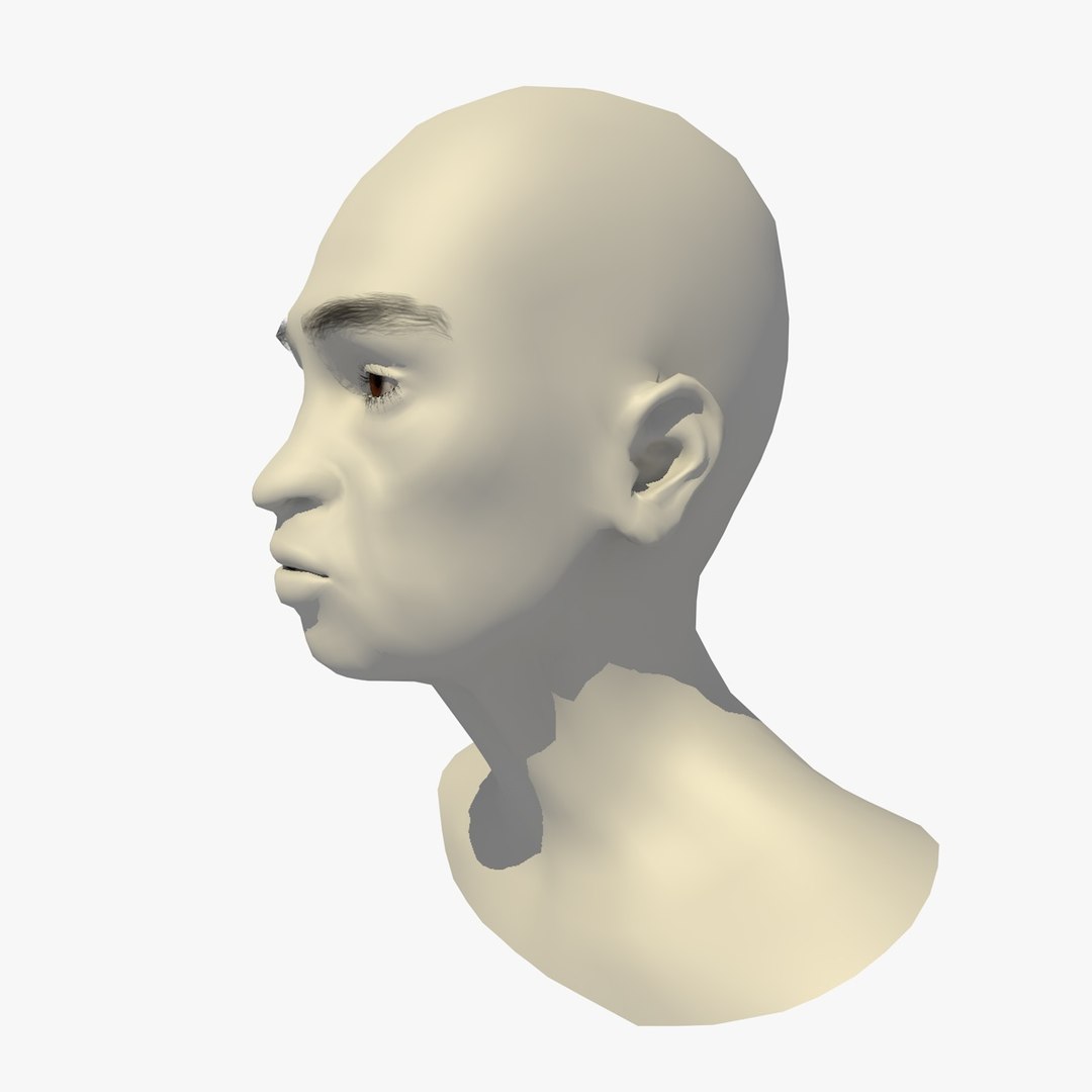Realistic Head Base Mesh Model - TurboSquid 1439691