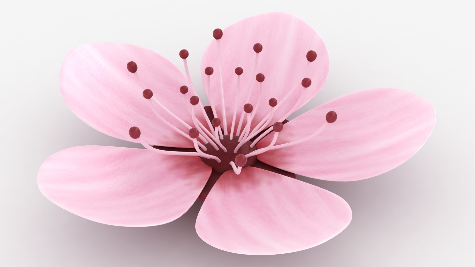 sakura flower render