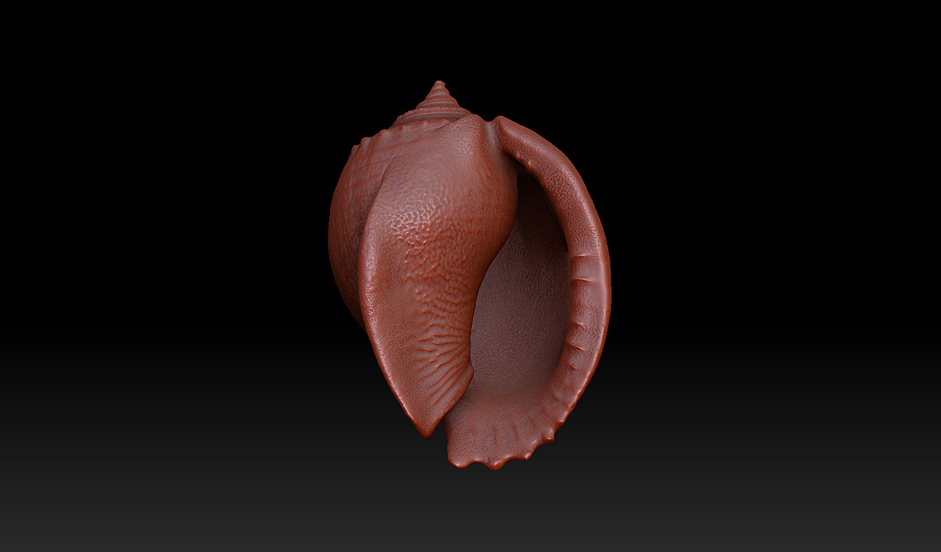 Maya Phalium Bisculatum Seashell