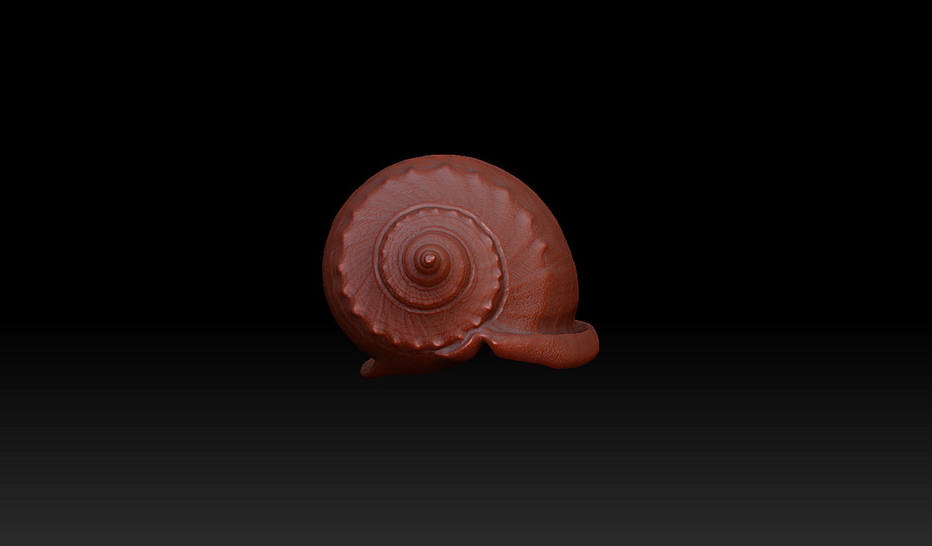 Maya Phalium Bisculatum Seashell